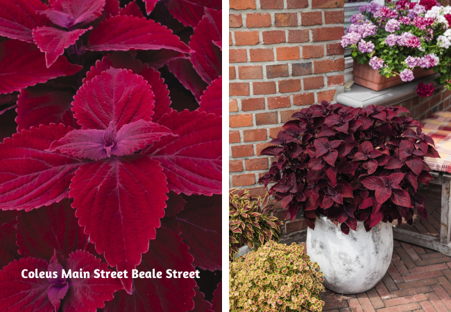 Fantastic Foliage To Grow | Foliage, Plants, Gardening | Blooming Secrets