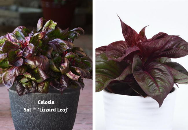 Fantastic Foliage To Grow | Foliage, Plants, Gardening | Blooming Secrets