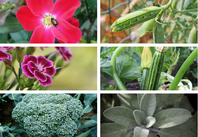 Plants To Grow In March | Flowers, Vegetables, Garden | Blooming Secrets