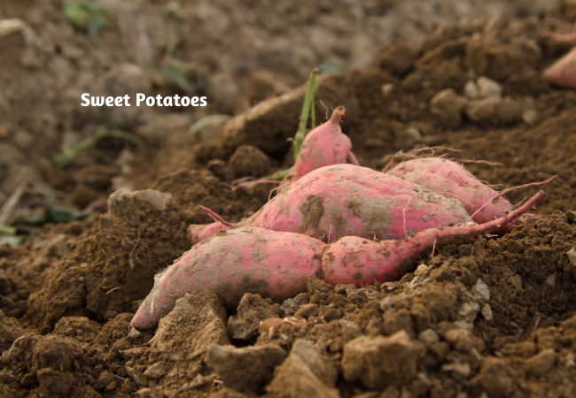 Tips On Growing Root Vegetables | Vegetables, Gardening | Blooming Secrets