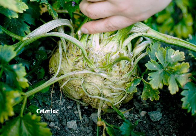 Tips On Growing Root Vegetables | Vegetables, Gardening | Blooming Secrets