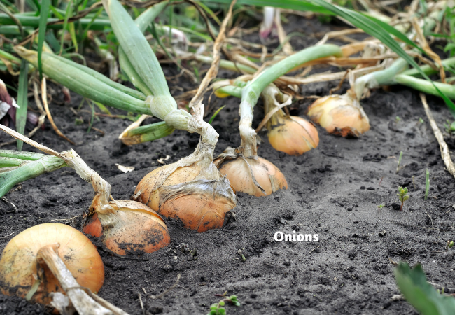 Tips On Growing Root Vegetables | Vegetables, Gardening | Blooming Secrets