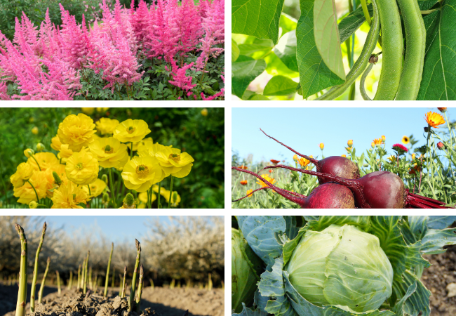 Plants To Grow In April | Flowers, Vegetables, Garden | Blooming Secrets