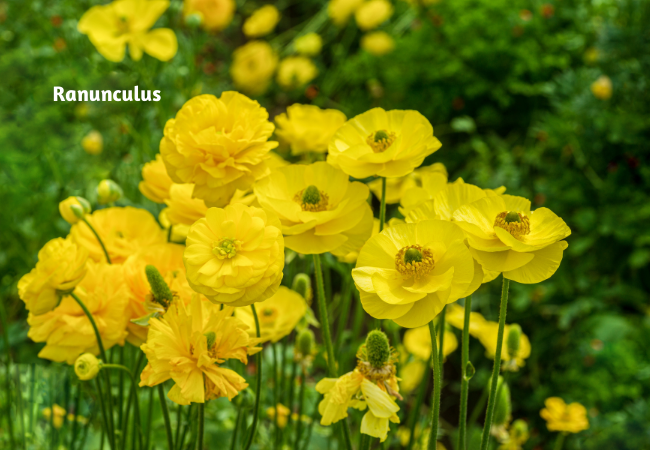 Plants To Grow In April | Flowers, Vegetables, Garden | Blooming Secrets