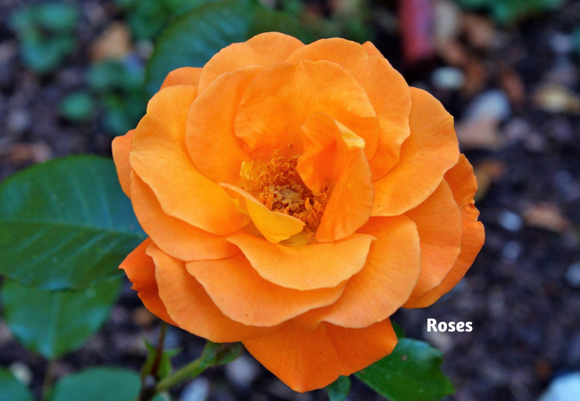 Fragrant And Colorful Flowers | Flowers, Gardening | Blooming Secrets