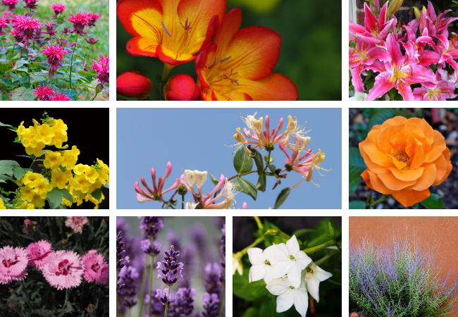 Fragrant And Colorful Flowers | Flowers, Gardening | Blooming Secrets