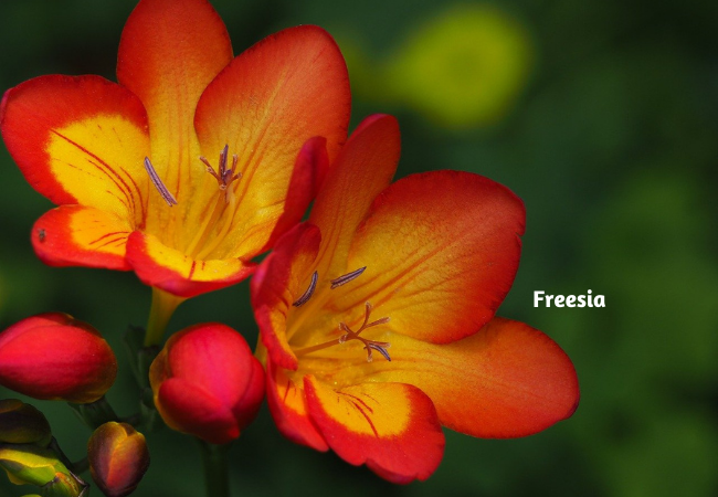 Fragrant And Colorful Flowers | Flowers, Gardening | Blooming Secrets