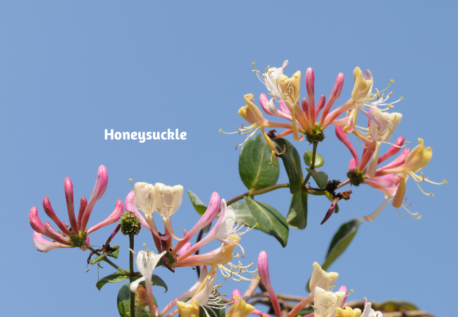 Fragrant And Colorful Flowers | Flowers, Gardening | Blooming Secrets
