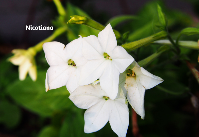 Fragrant And Colorful Flowers | Flowers, Gardening | Blooming Secrets