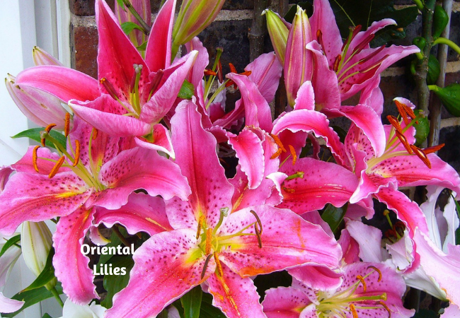 Fragrant And Colorful Flowers | Flowers, Gardening | Blooming Secrets