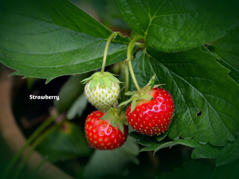 Plants To Grow In May | Flowers, Vegetables, Garden | Blooming Secrets