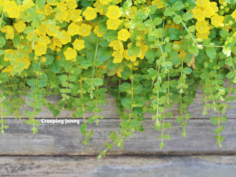 Plants To Grow In May | Flowers, Vegetables, Garden | Blooming Secrets