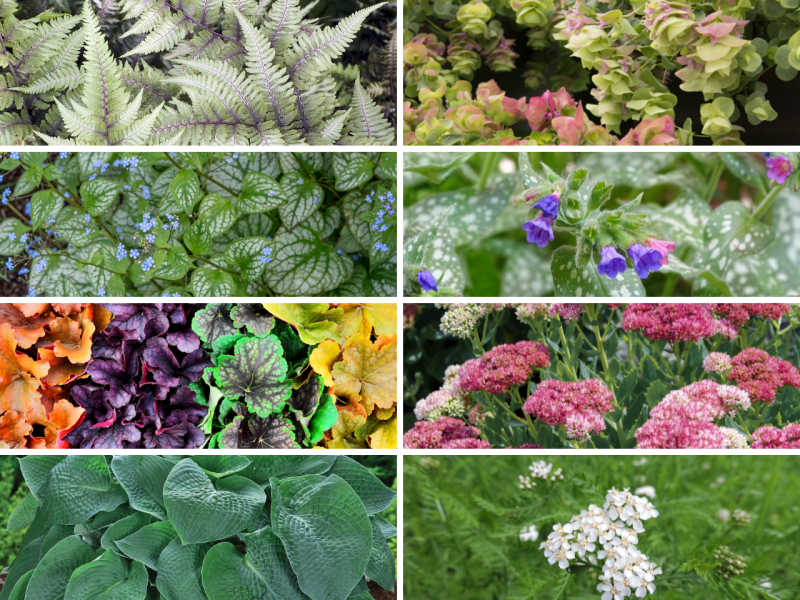 Garden Design With Foliage | Plants, Foliage, Gardening | Blooming Secrets