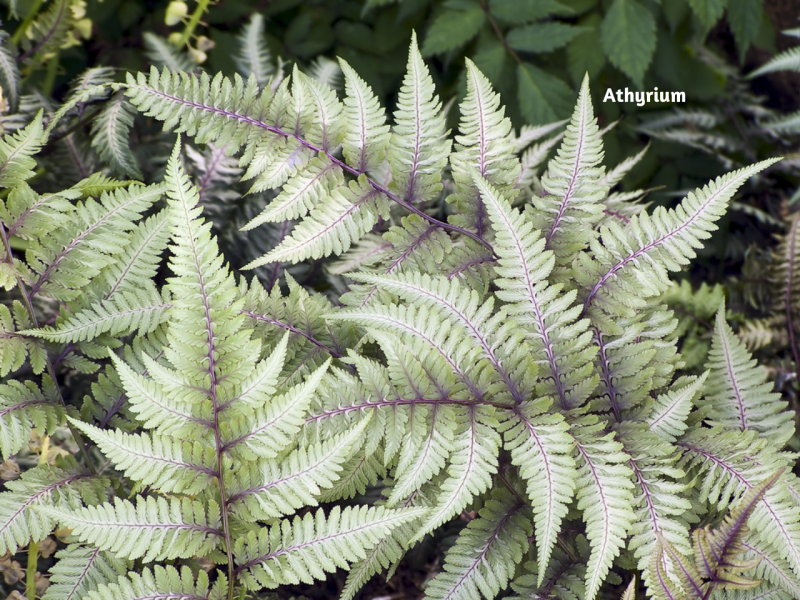 Garden Design With Foliage | Plants, Foliage, Gardening | Blooming Secrets