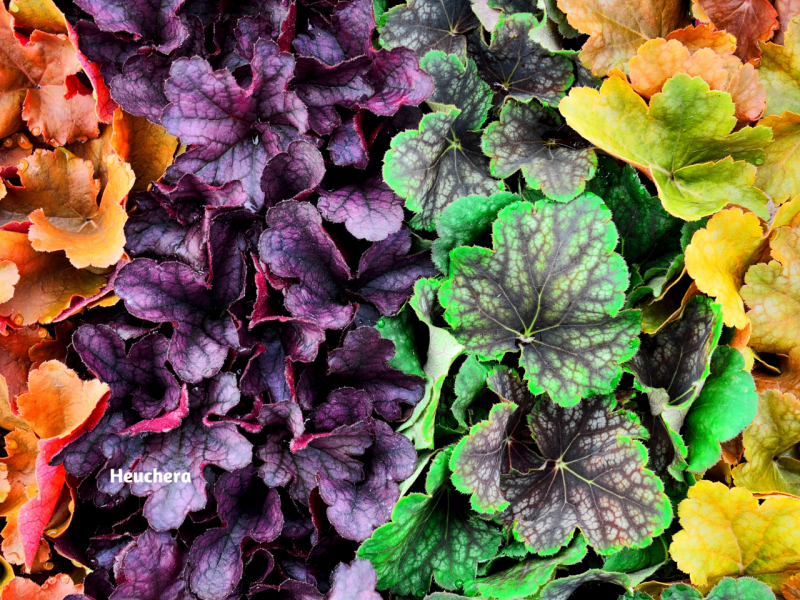 Garden Design With Foliage | Plants, Foliage, Gardening | Blooming Secrets