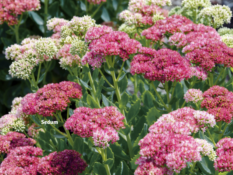 Garden Design With Foliage | Plants, Foliage, Gardening | Blooming Secrets