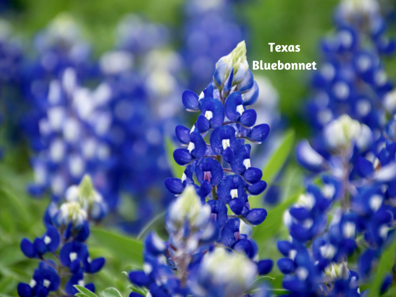 Popular Wildflowers | Flowers, Wildflowers, Gardening | Blooming Secrets