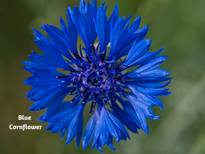 Popular Wildflowers | Flowers, Wildflowers, Gardening | Blooming Secrets