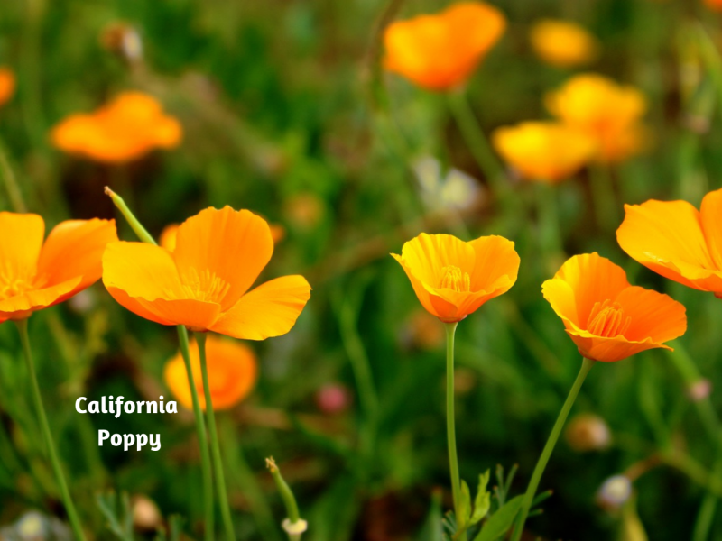 Popular Wildflowers | Flowers, Wildflowers, Gardening | Blooming Secrets