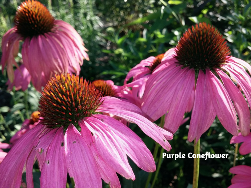 Popular Wildflowers | Flowers, Wildflowers, Gardening | Blooming Secrets