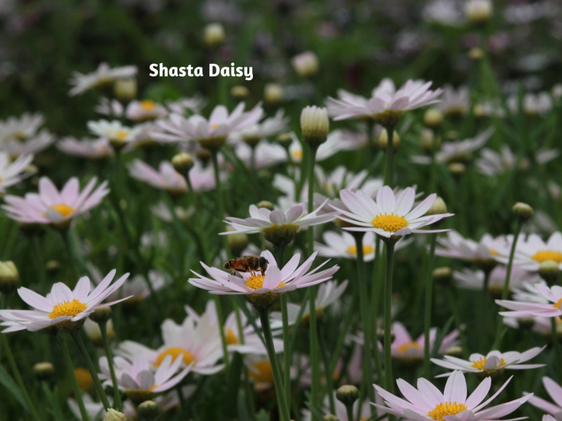 Popular Wildflowers | Flowers, Wildflowers, Gardening | Blooming Secrets