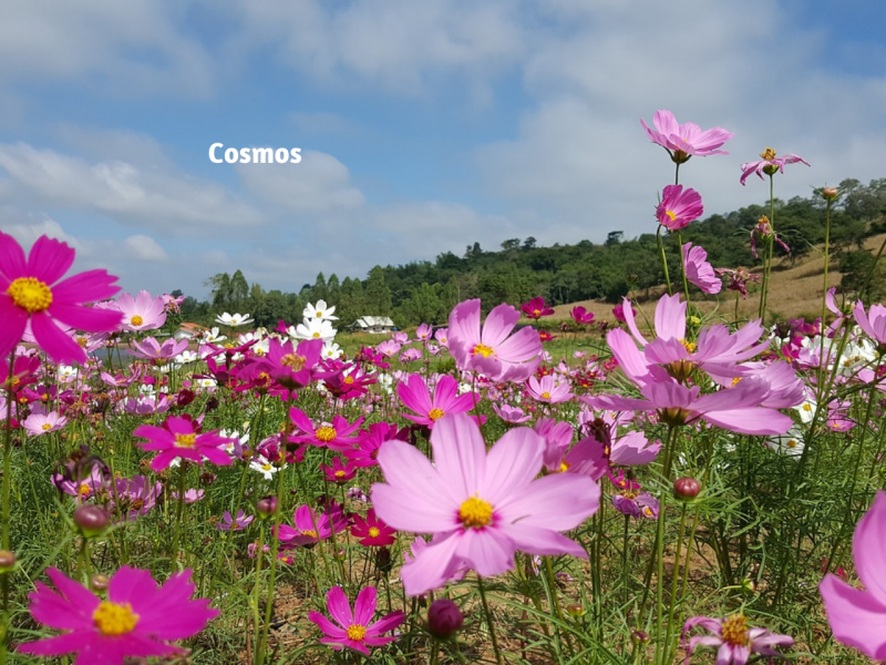 Plants To Grow In June | Flowers, Vegetables, Garden | Blooming Secrets