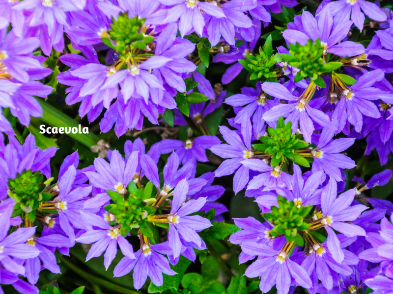 Sun Loving Plants | Flowers, Succulents, Gardening | Blooming Secrets
