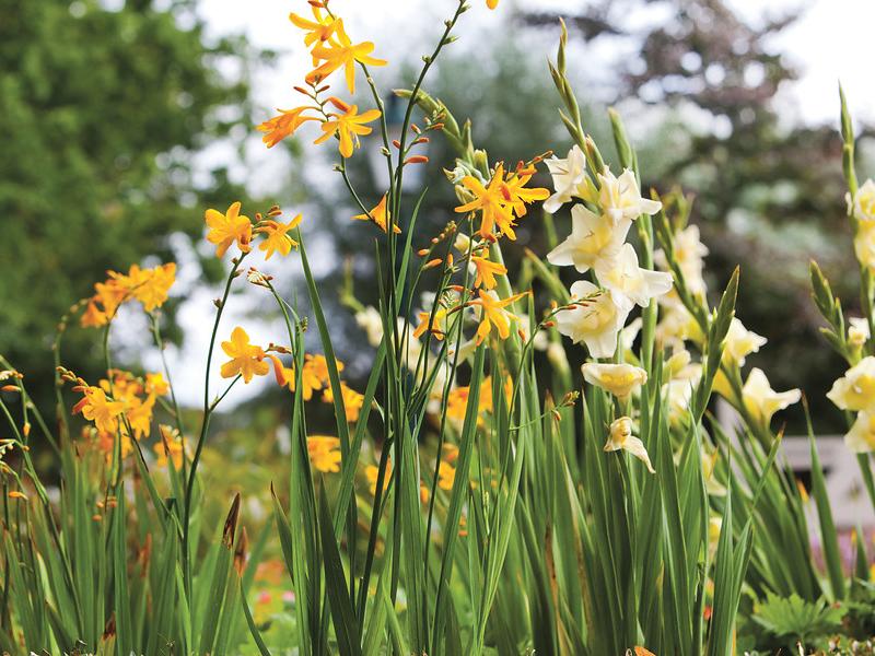 Tips For Growing Crocosmia | Flowers, Perennials, Gardening | Blooming ...