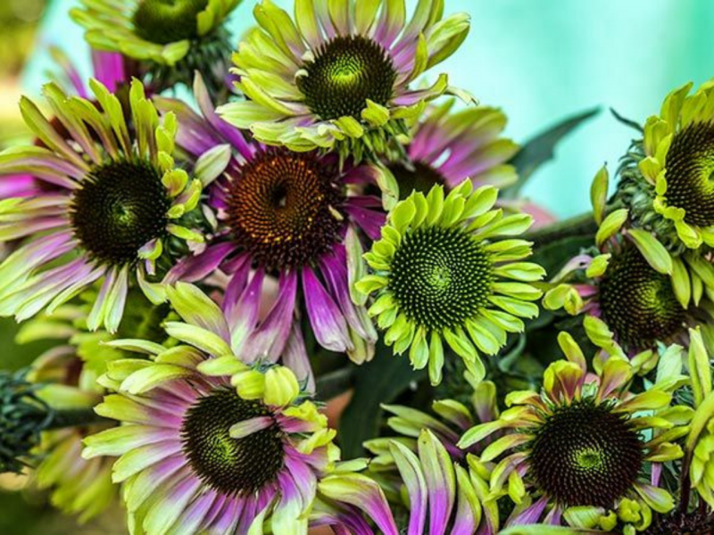 Plan For Color In Your Fall Garden | Flowers, Gardening | Blooming Secrets