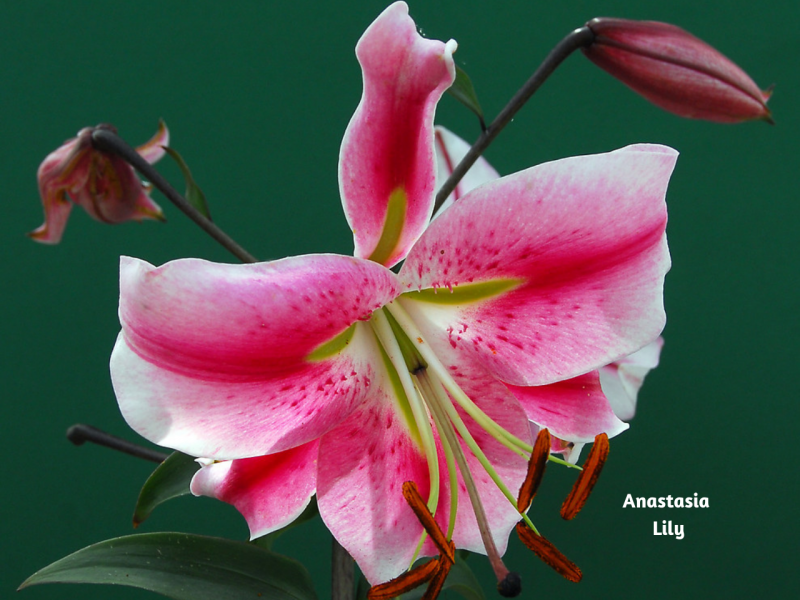 Learn More About Orienpet Lilies | Flowers, Gardening | Blooming Secrets