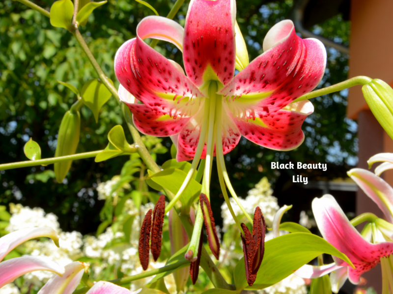 Learn More About Orienpet Lilies | Flowers, Gardening | Blooming Secrets