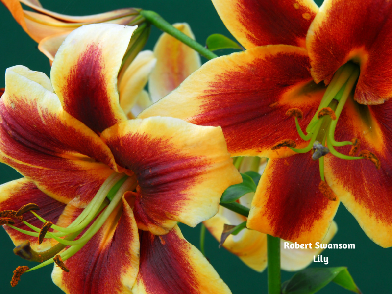 Learn More About Orienpet Lilies | Flowers, Gardening | Blooming Secrets