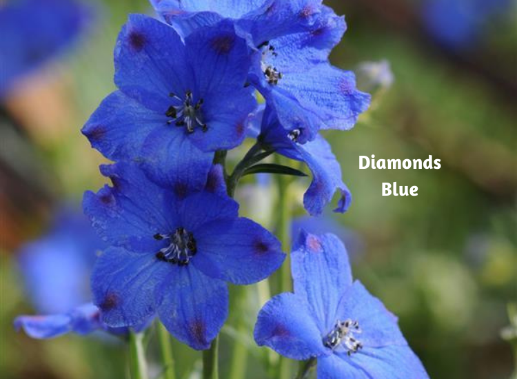 Learn About Delphinium | Flowers, Perennial, Gardening | Blooming Secrets