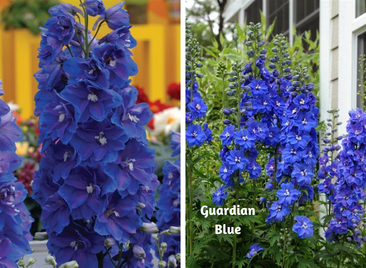 Learn About Delphinium | Flowers, Perennial, Gardening | Blooming Secrets