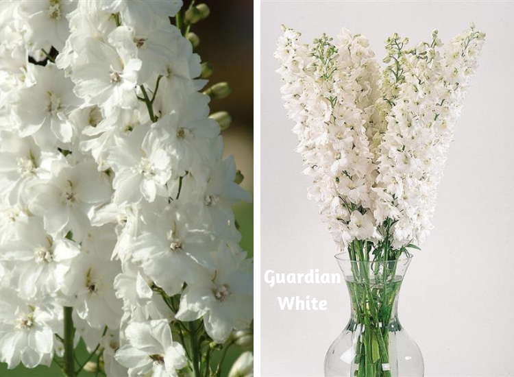 delphinium articles