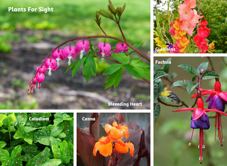 Create A Garden For The Senses | Plants, Gardening | Blooming Secrets