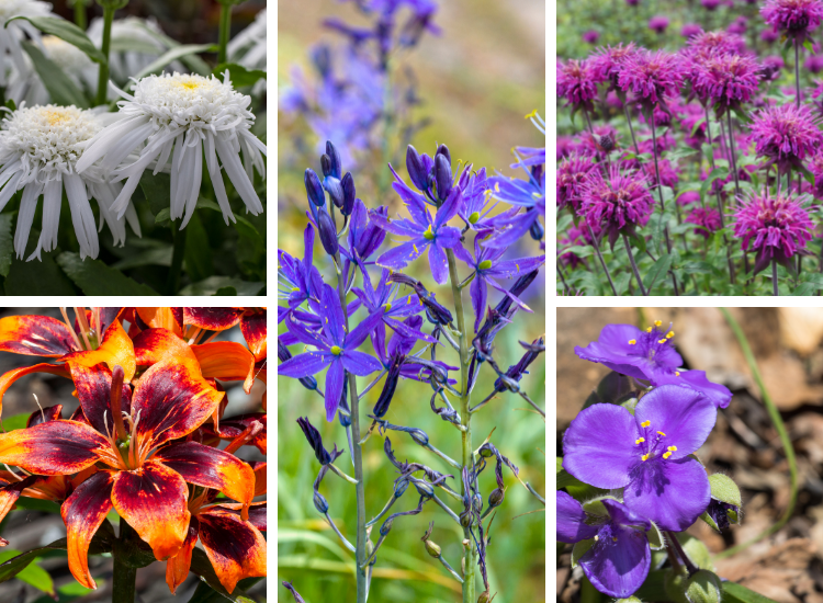 Top Perennials For 2021 | Flowers, Plants, Gardening | Blooming Secrets