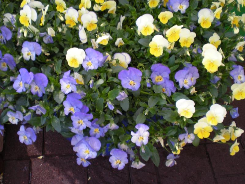 Gardening In Warmer Climates | Gardening Tips | Blooming Secrets