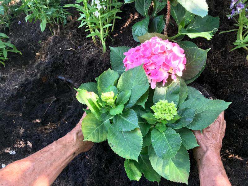 Planting Hydrangeas In Fall | Shrubs, Plants, Gardening | Blooming Secrets