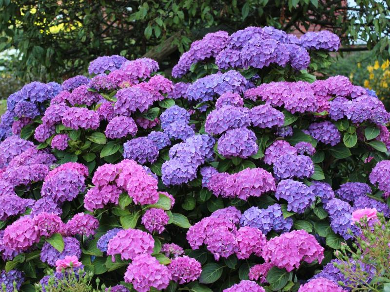 Planting Hydrangeas In Fall | Shrubs, Plants, Gardening | Blooming Secrets