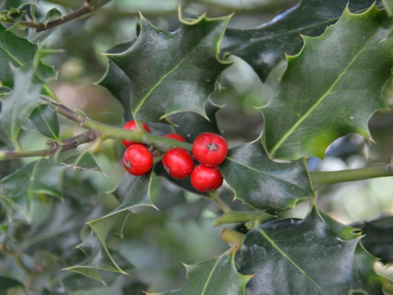 The Holly and the Ivy | Wintergreen, Christmas, Wreath | Blooming Secrets