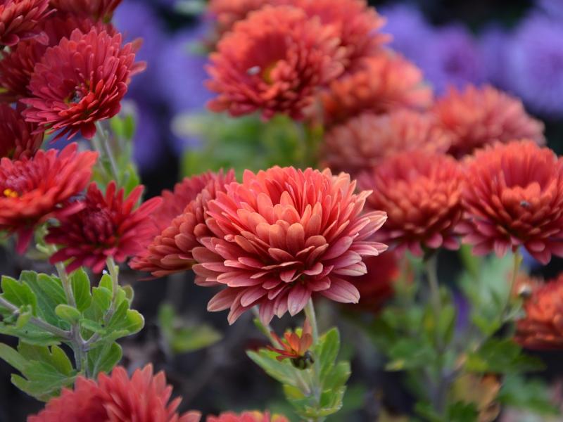 Seasonal Transition Of Your Window Box | Plants, Garden | Blooming Secrets