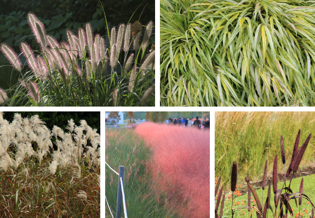 Growing Ornamental Grass | Plants, Grass, Gardening | Blooming Secrets