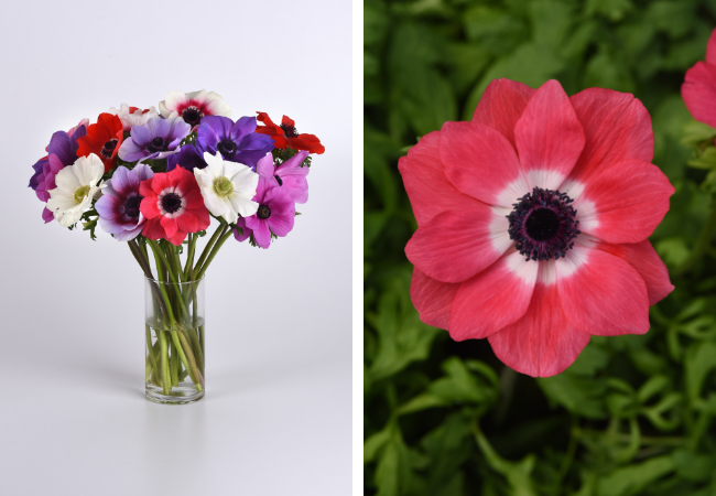 Thrilling New Cut Flowers | Cut Flowers, Garden | Blooming Secrets