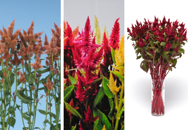 Thrilling New Cut Flowers | Cut Flowers, Garden | Blooming Secrets
