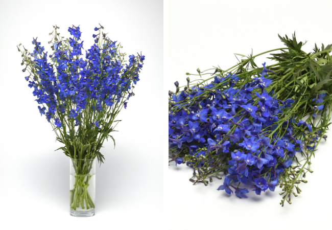 Thrilling New Cut Flowers | Cut Flowers, Garden | Blooming Secrets