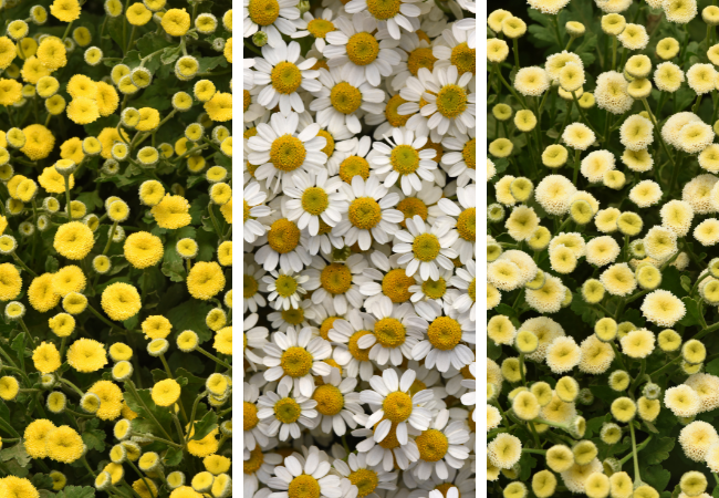 Thrilling New Cut Flowers | Cut Flowers, Garden | Blooming Secrets