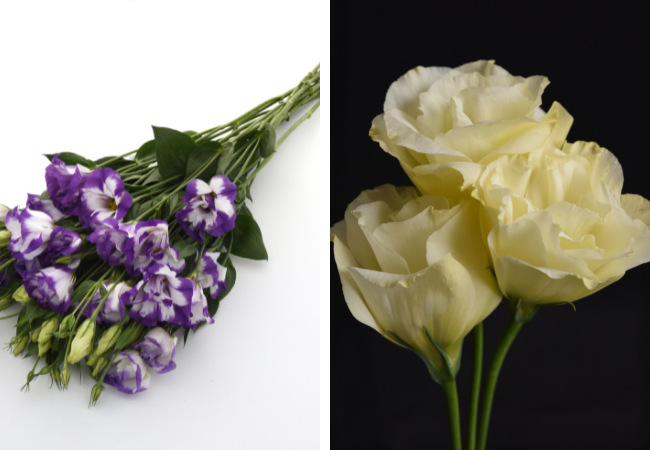 Thrilling New Cut Flowers | Cut Flowers, Garden | Blooming Secrets