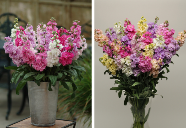 Thrilling New Cut Flowers | Cut Flowers, Garden | Blooming Secrets