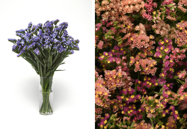 Thrilling New Cut Flowers | Cut Flowers, Garden | Blooming Secrets